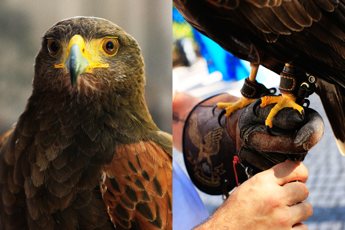 Au Festival de Cannes, on embauche des rapaces pour chasser les pigeons