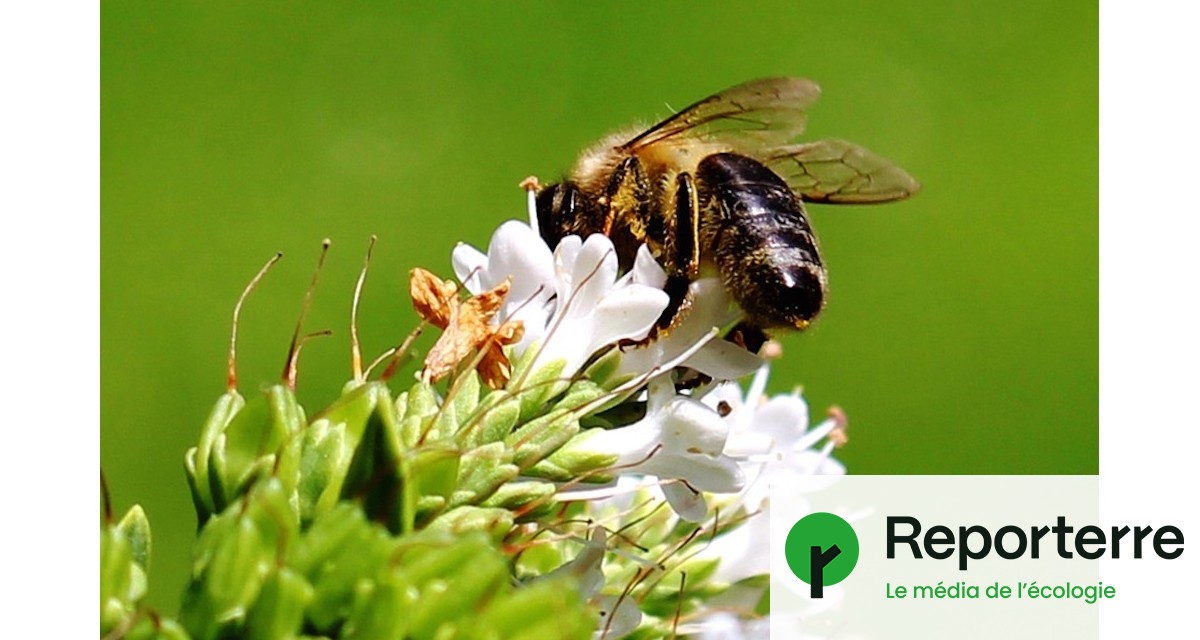 Le moratoire sur les pesticides tueurs d’abeilles n’est toujours pas ...