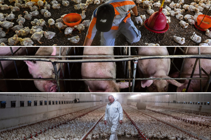 L’élevage industriel, une menace pour la santé humaine